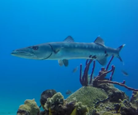 Frying Pan Tower Underwater Cam - Live Beaches